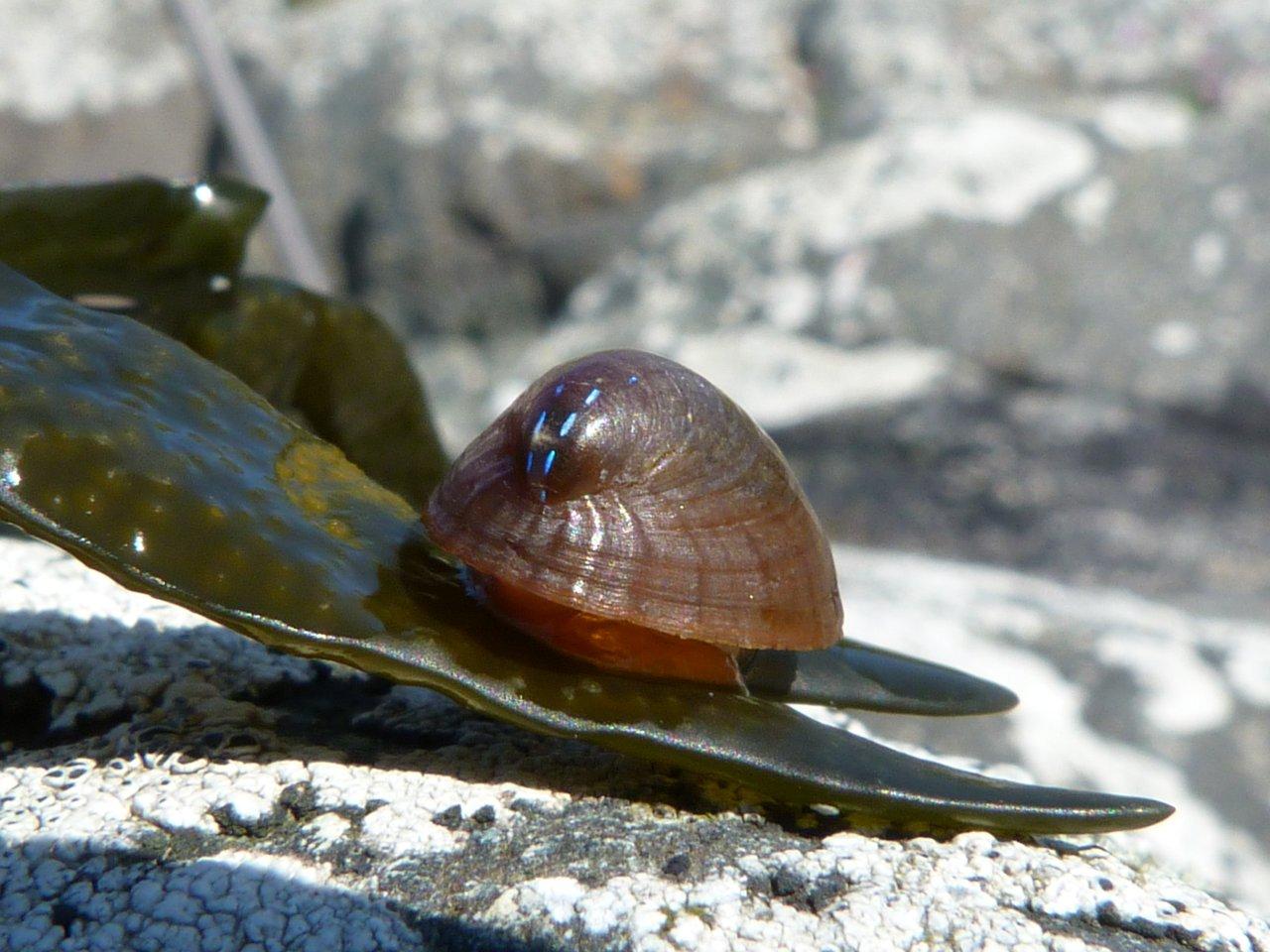 Islay Natural History Trust: Blue-rayed Limpet - Ansates pellucida