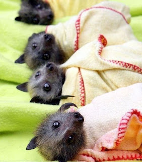 The Jungle Store: Baby Bats