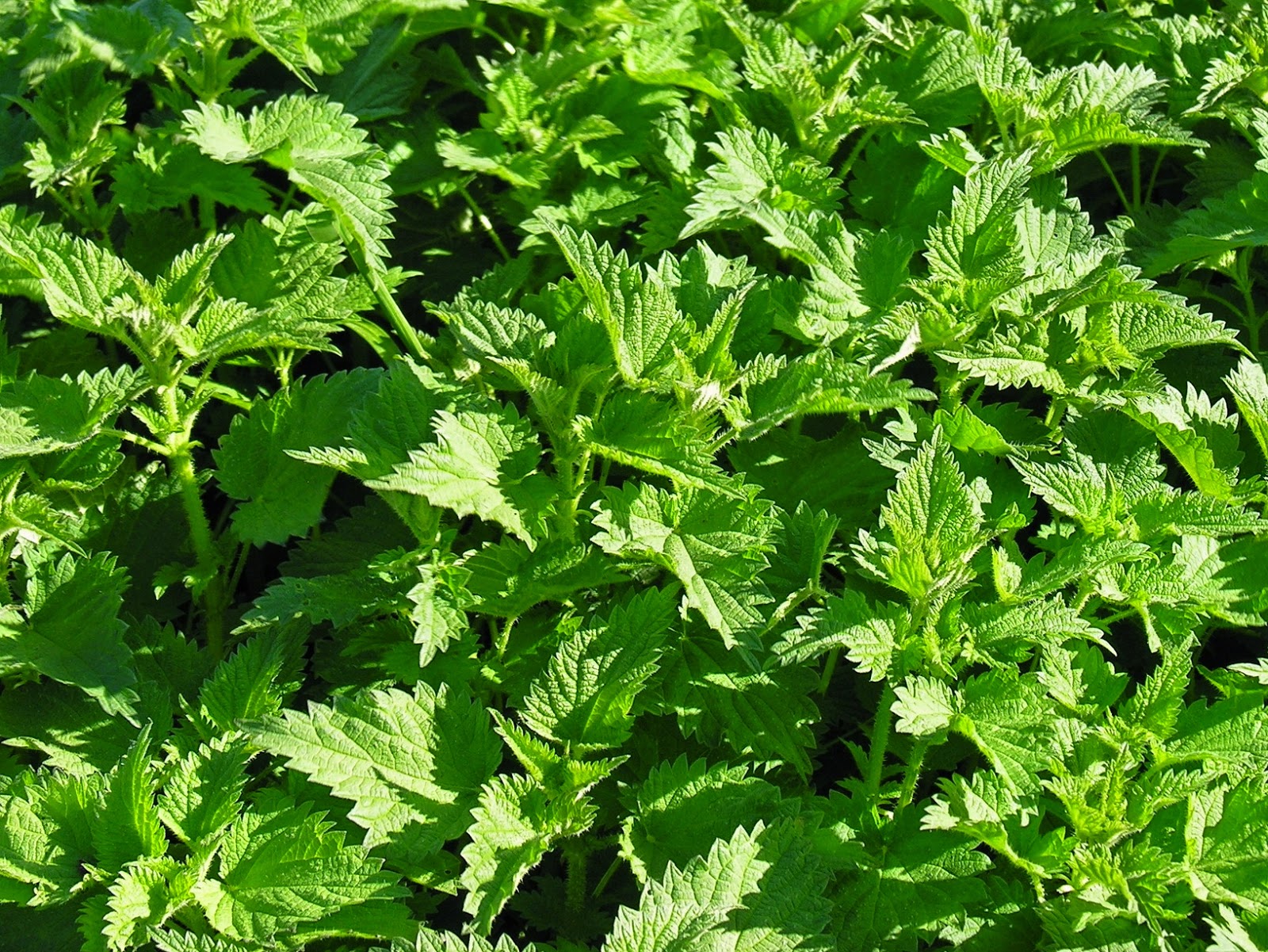 Mi botika: La ortiga