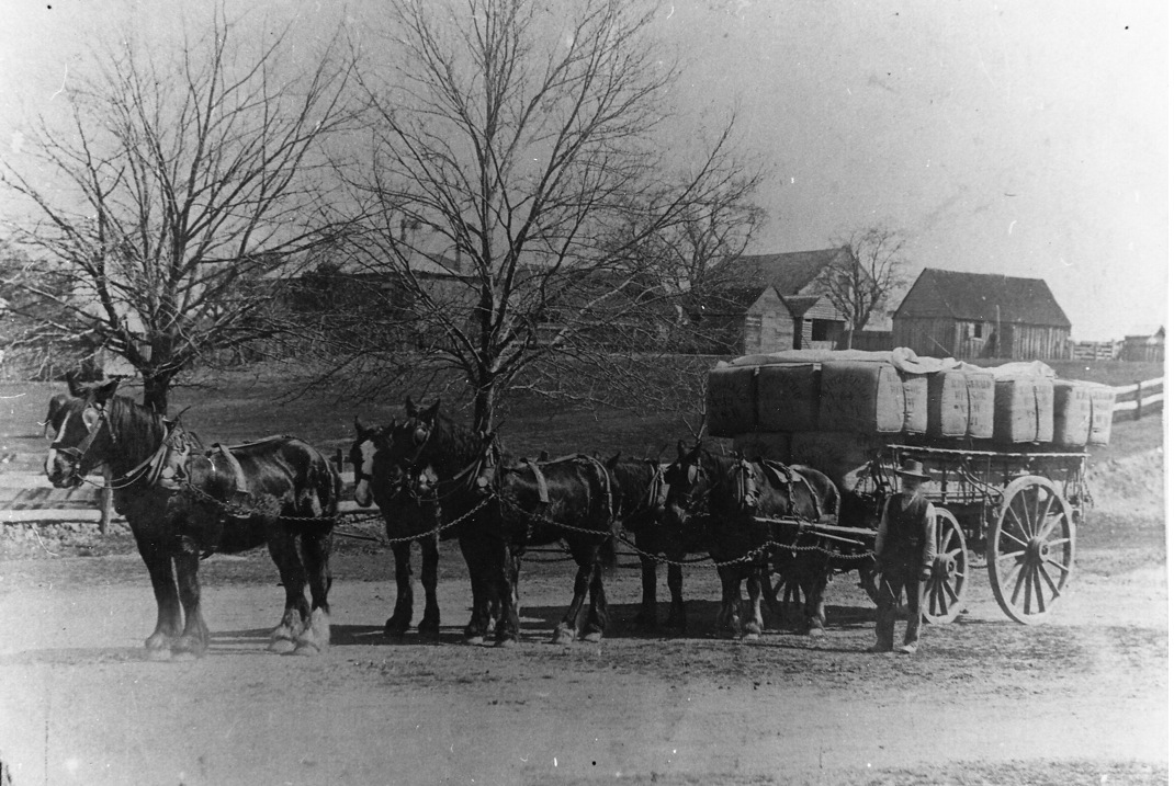 Old Images of Rylstone District: "Dabee" wool clip