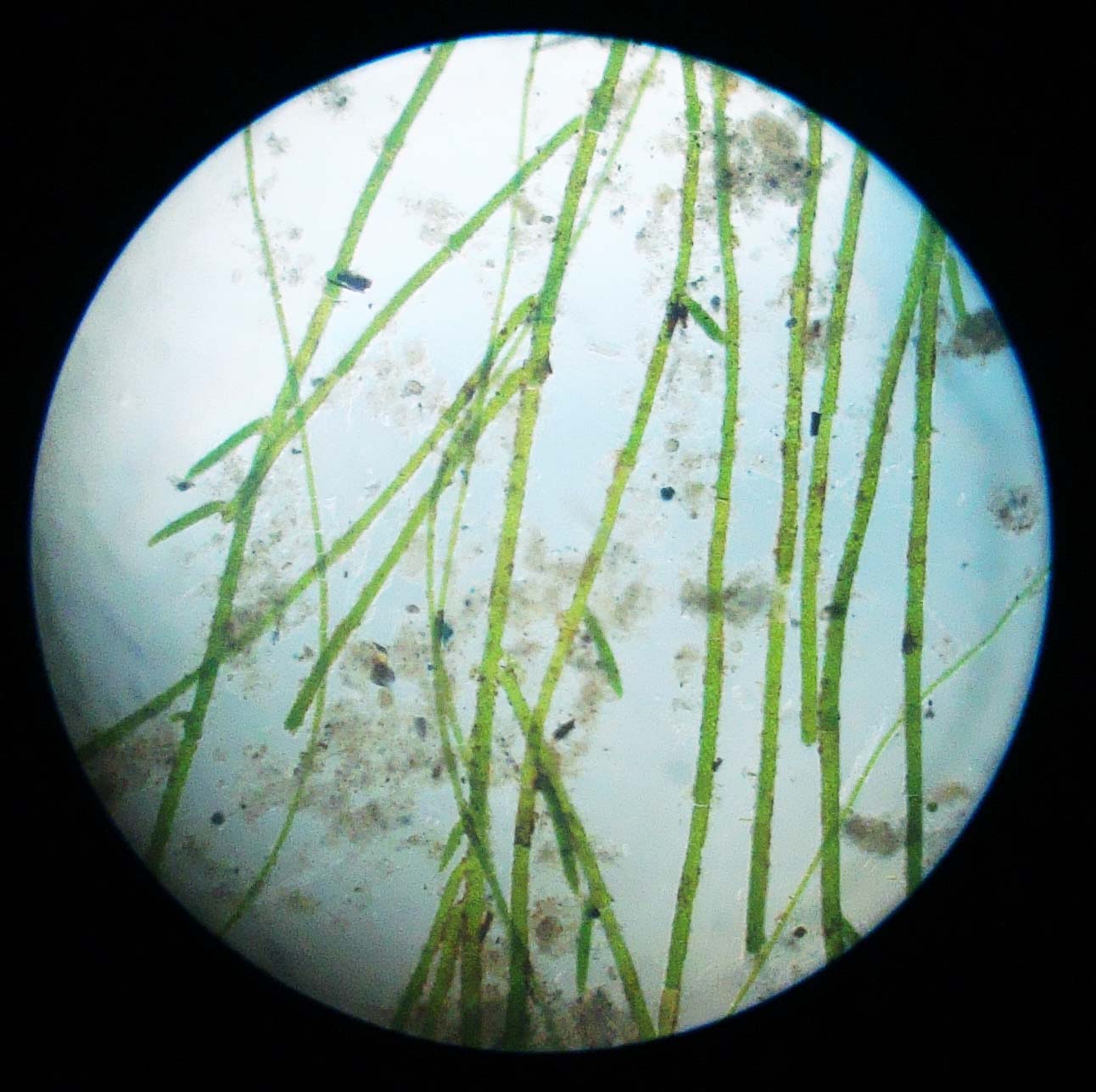 Living with Nature - School on Blog by Dr. Abercio V. Rotor ...