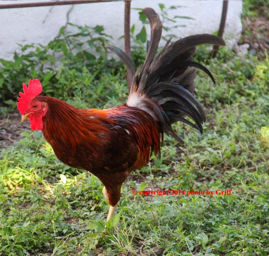 Griff's Bird Photos: Cubalaya (Gypsy) Chicken