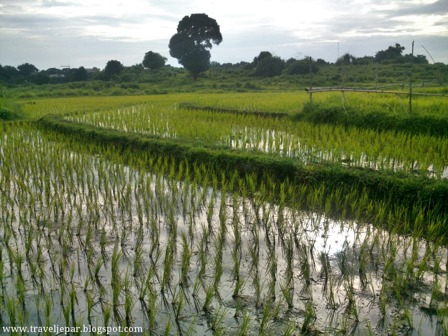 Bignay Farmland | Valenzuela City