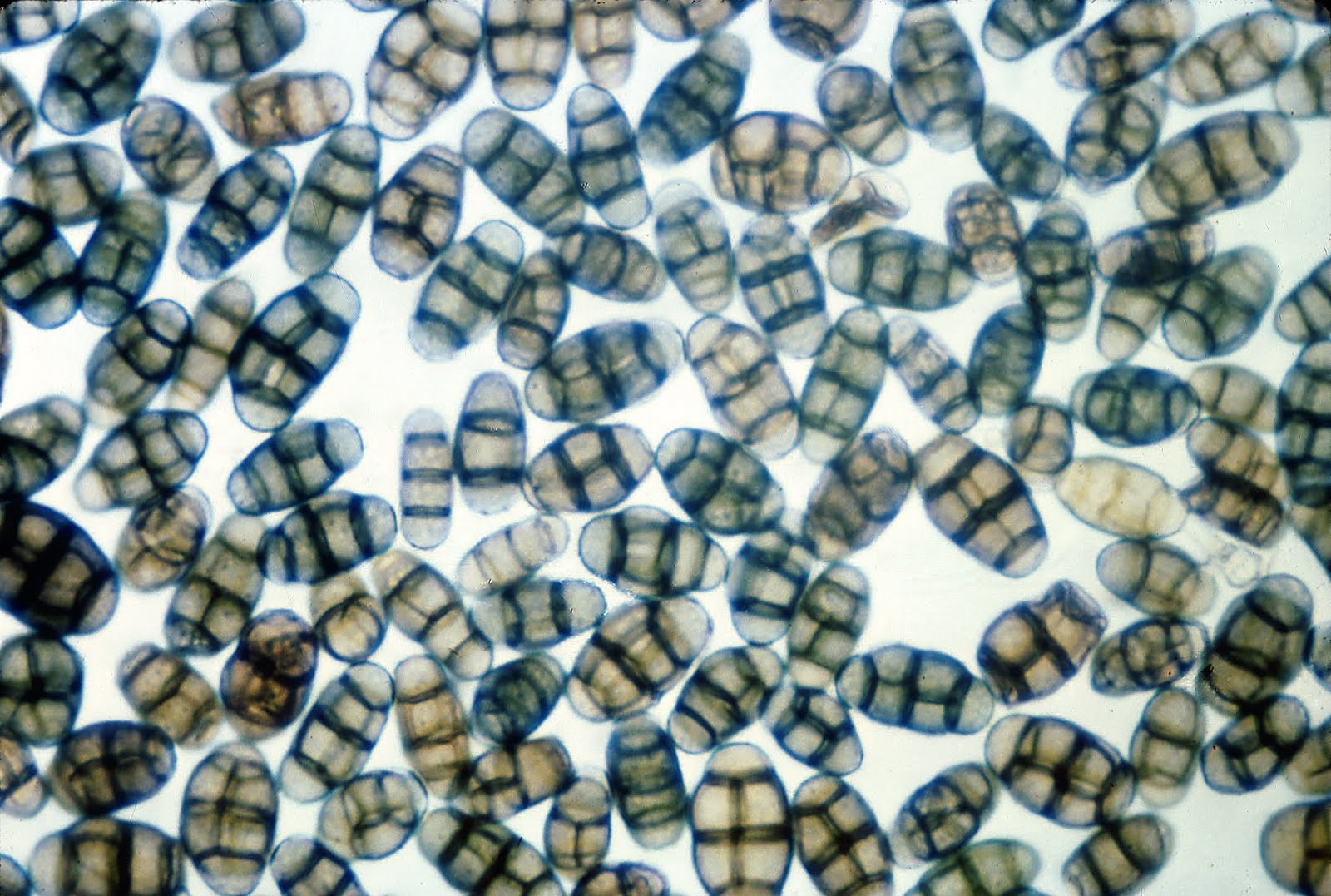 pukawaparadise: The Beauty of Fungi