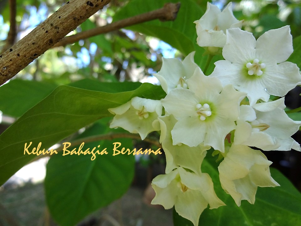 Kebun Bahagia Bersama: Kerak Nasi di Makam Mahsuri