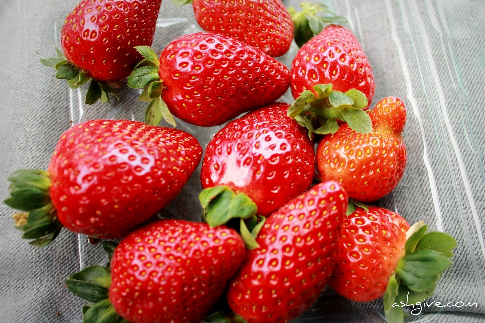 ashgive.blogspot.com: Jenis Jenis Strawberry Yang Terdapat Di Cameron ...
