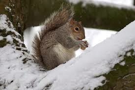 Ms Sparrow: A salute to the squirrels!