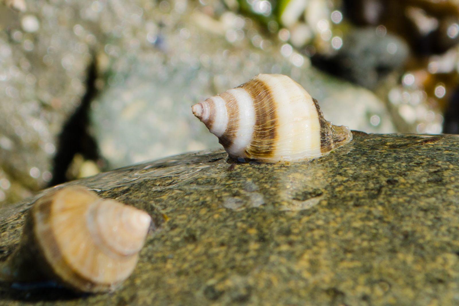 Wanderin' Weeta (With Waterfowl and Weeds): No two alike