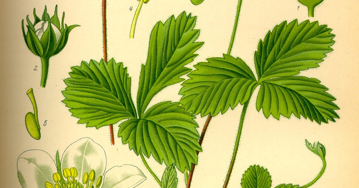 Poziomka pospolita - Smakowity blog