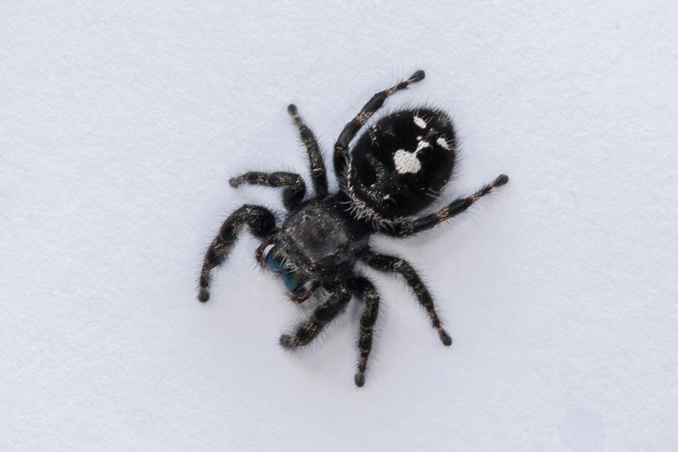 Champlain Islands' Nature: Daring Jumping Spider