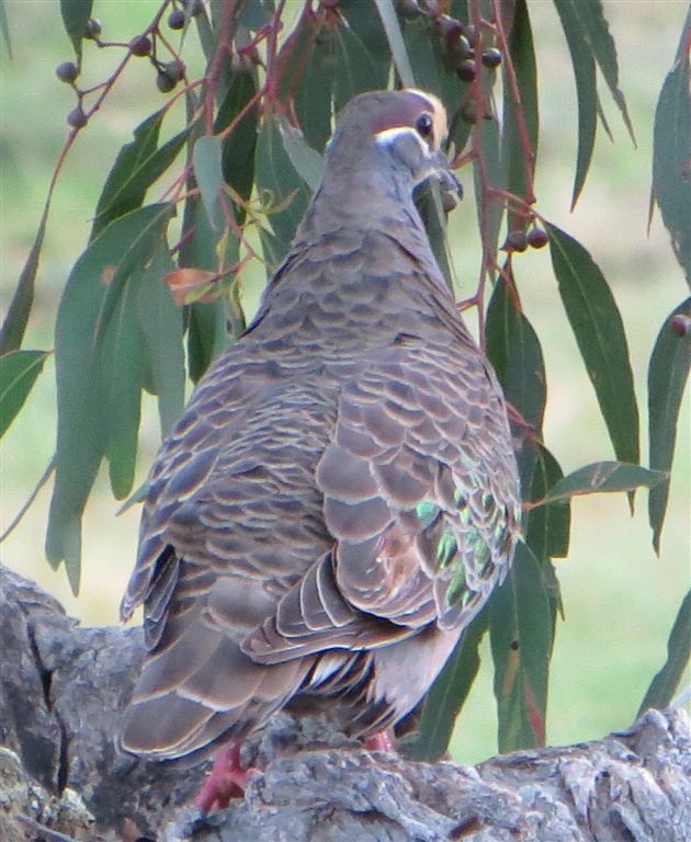Majura birds: October 2012