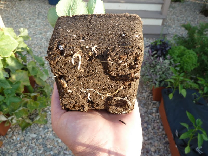 Gidget's Garden: Growing strawberries part 2