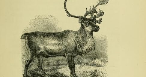 Abe's Animals: 5 British extinct species within the scope of the ...