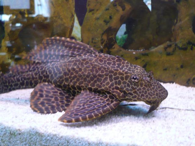 Glonojady!: Zbrojnik lamparci