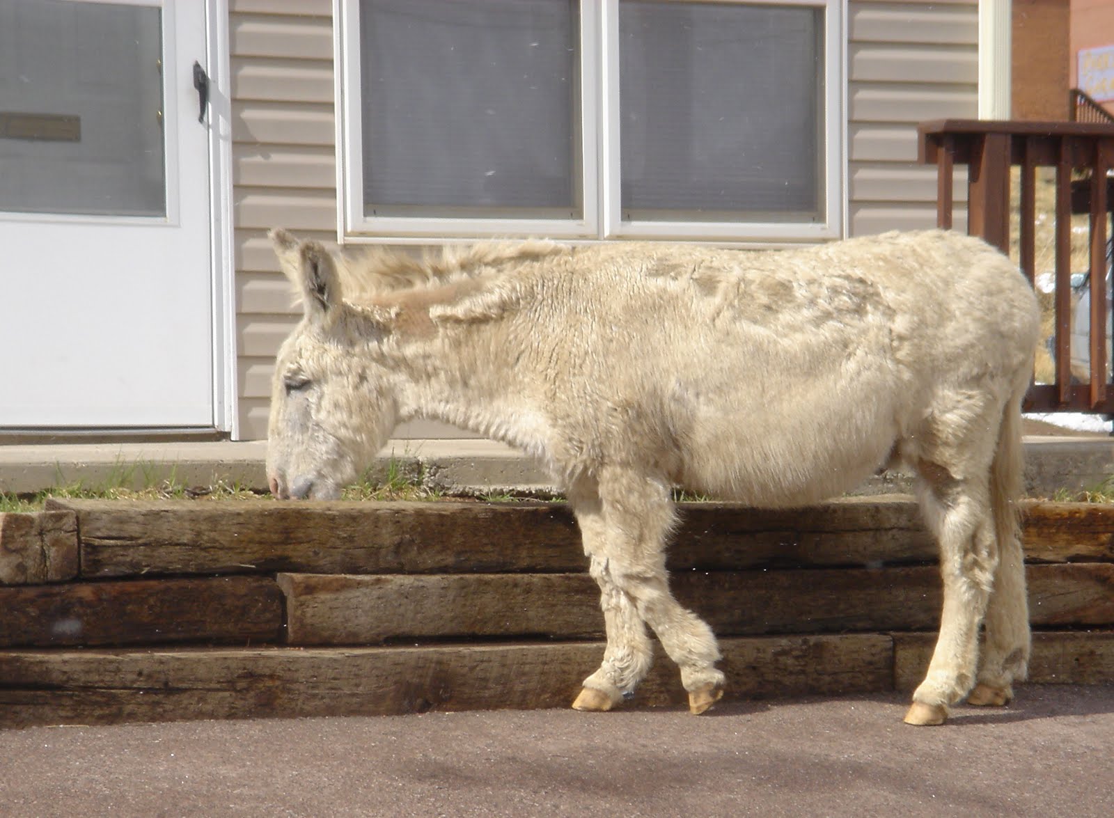 Feathers and Flowers: Free range donkeys