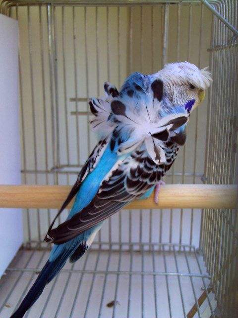 Most famous and beautiful japanese crested budgerigar parrots