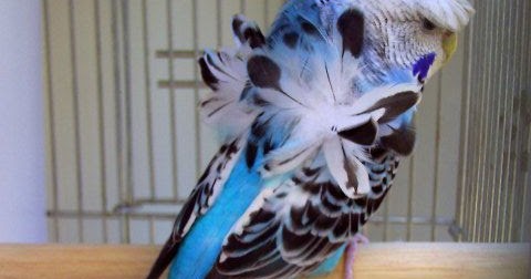 Most famous and beautiful japanese crested budgerigar parrots