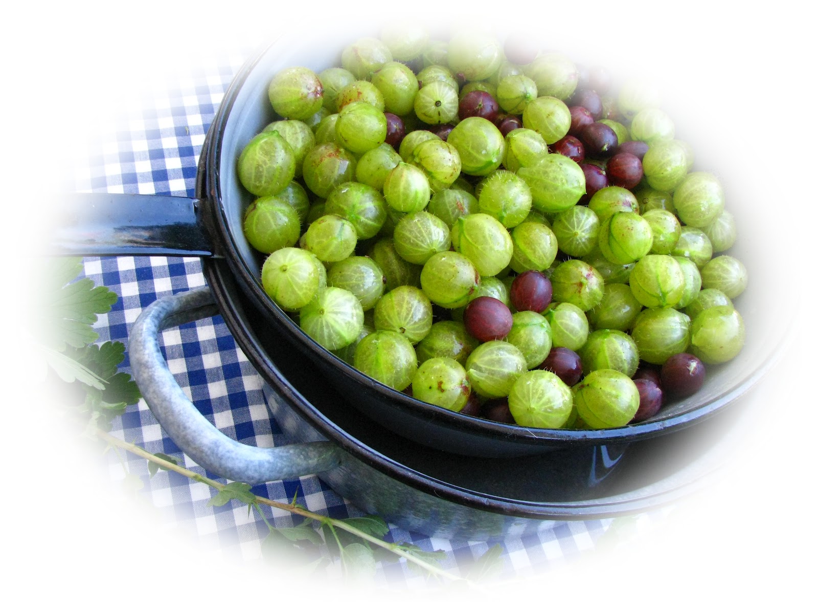 Hoorn Des Overvloeds: Kruisbessen