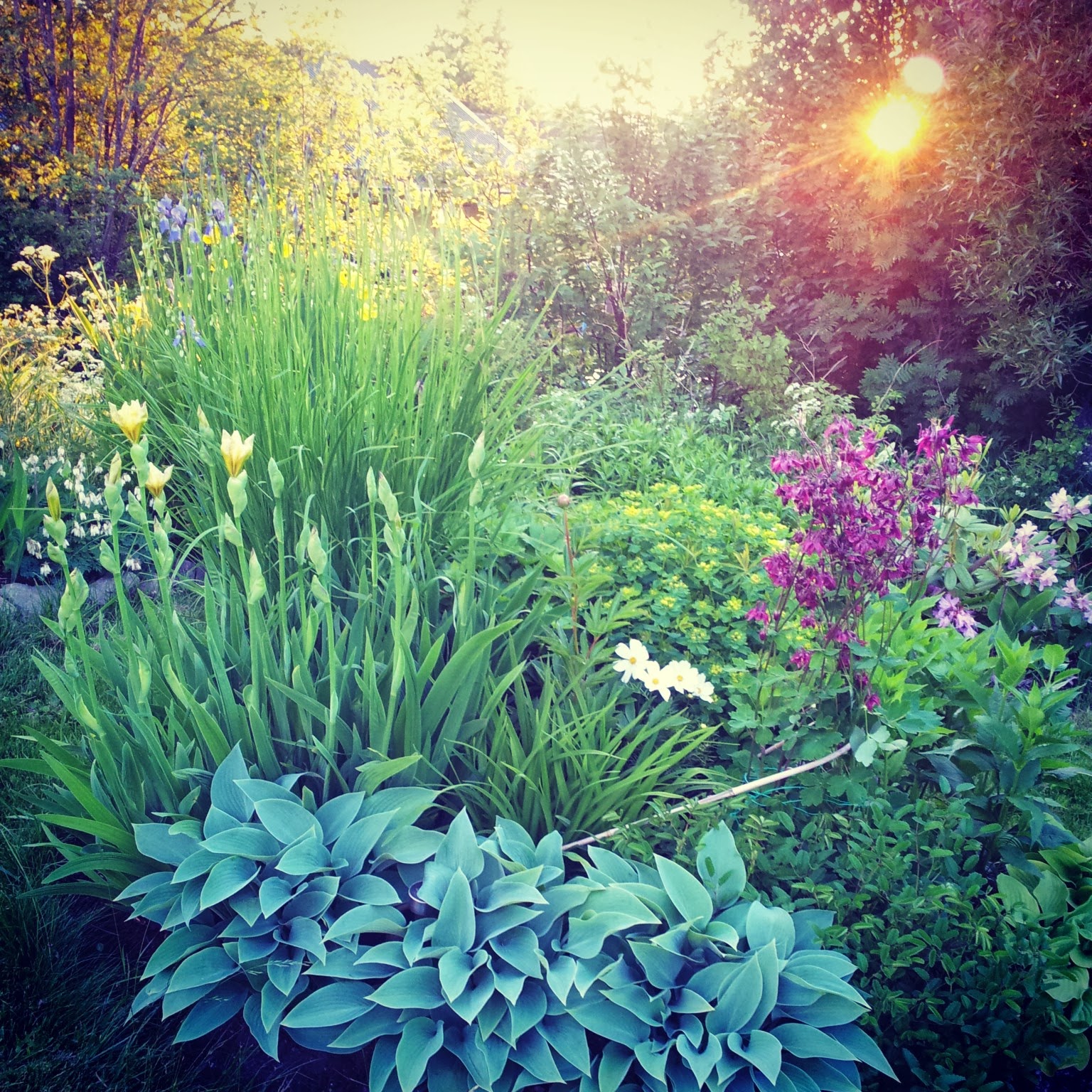 Lottas skaparkraft: Perenner högt och lågt