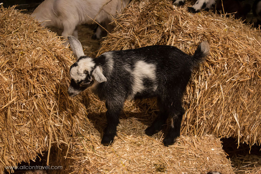 TRAVEL WITH ME: Orange County Fair 2012