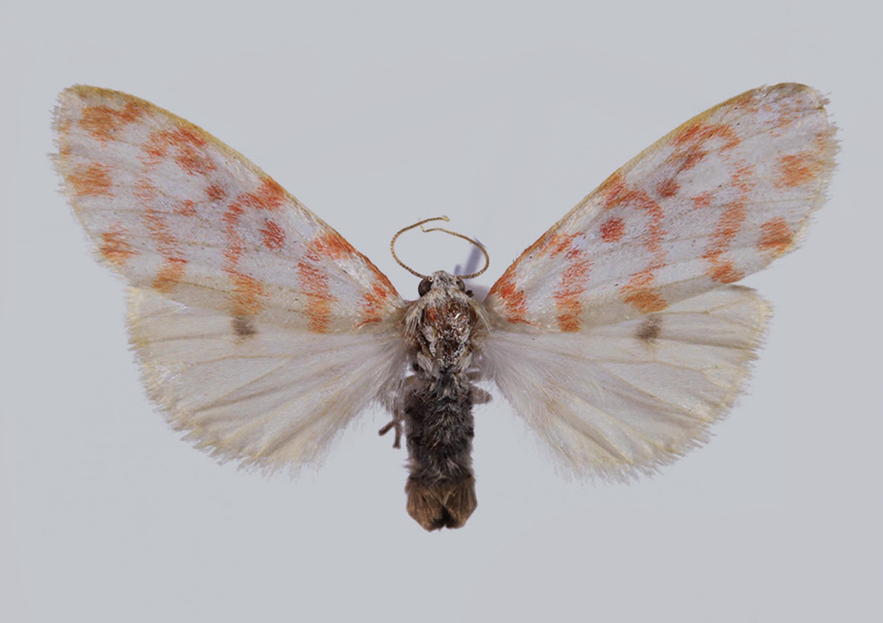 Species New to Science: [Entomology • 2016] Cyana angkorensis • A ...