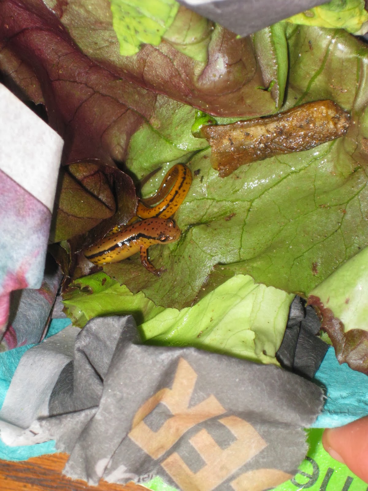 Bluebird Farm: Herman the Salamander