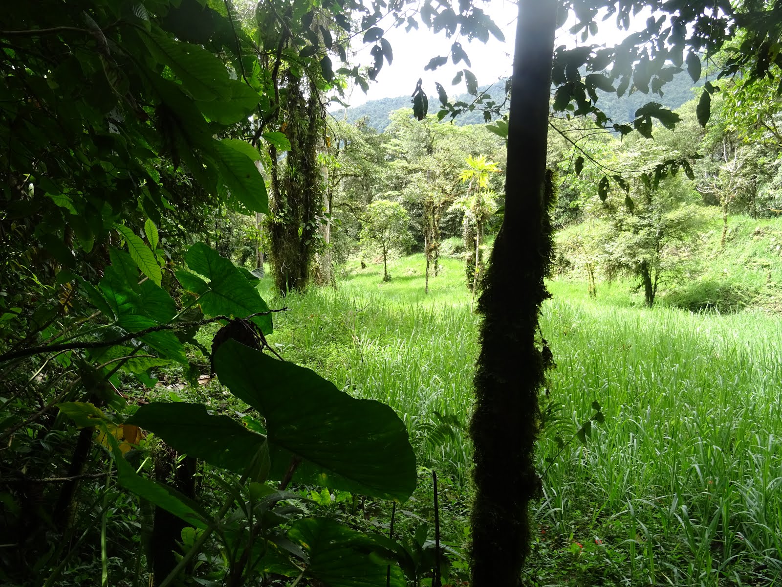 Ecuador - A Year Amongst the Clouds: San Rafael's fall and hiking in ...