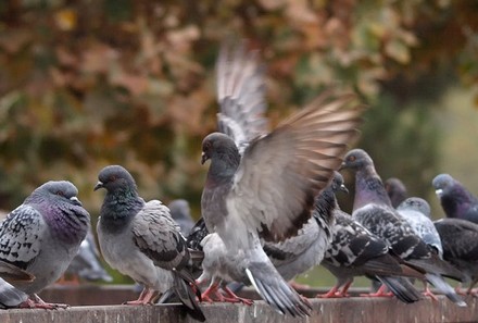 DESIERTOS QUE HABITÉ OASIS QUE ENTREVÍ: Palomas