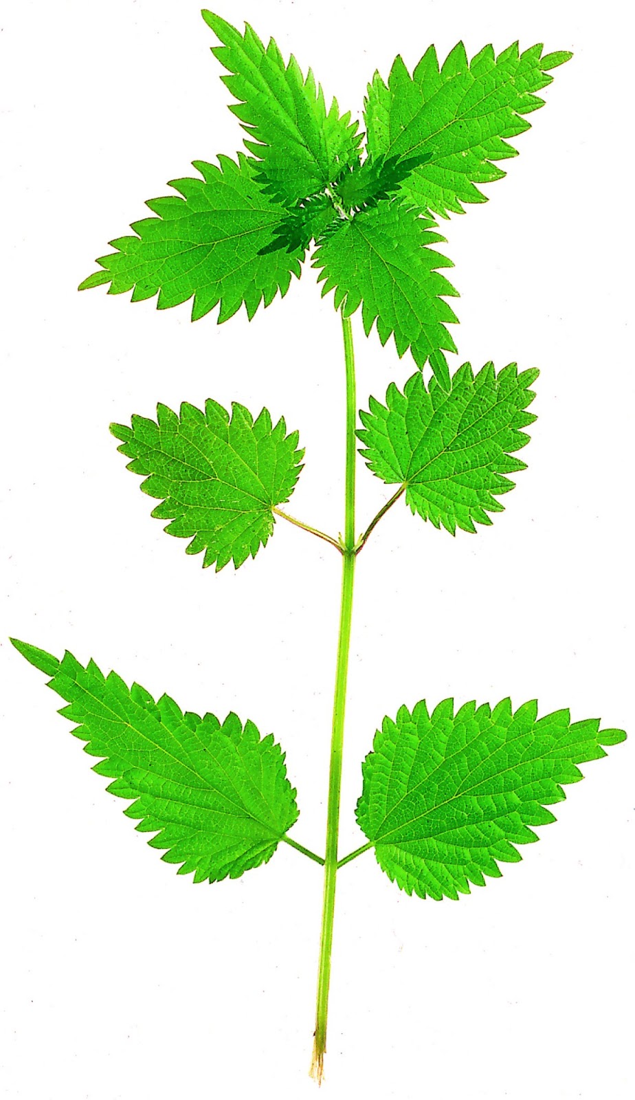 Heilpflanzenportrait – die Brennnessel | Fit & Gesund