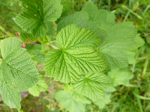 Sacred Circle Mandalas: 2011