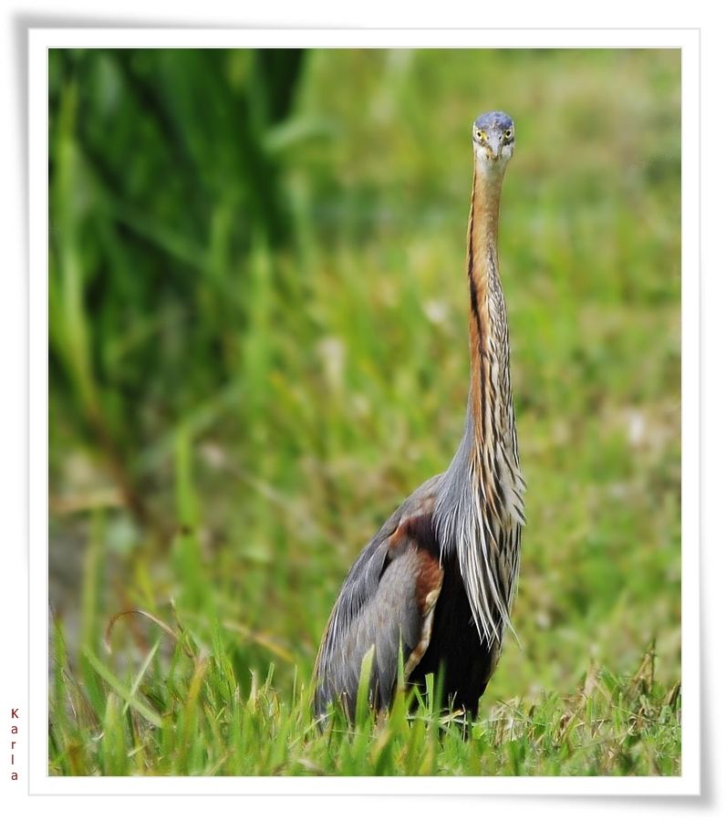 NATUURLIJK NEDERLAND: PURPER REIGER, POLDERS NEXT TOPMODEL