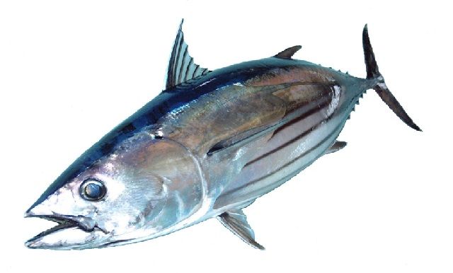 Habitat Ikan Tuna Mata Besar dan Klasifikasinya