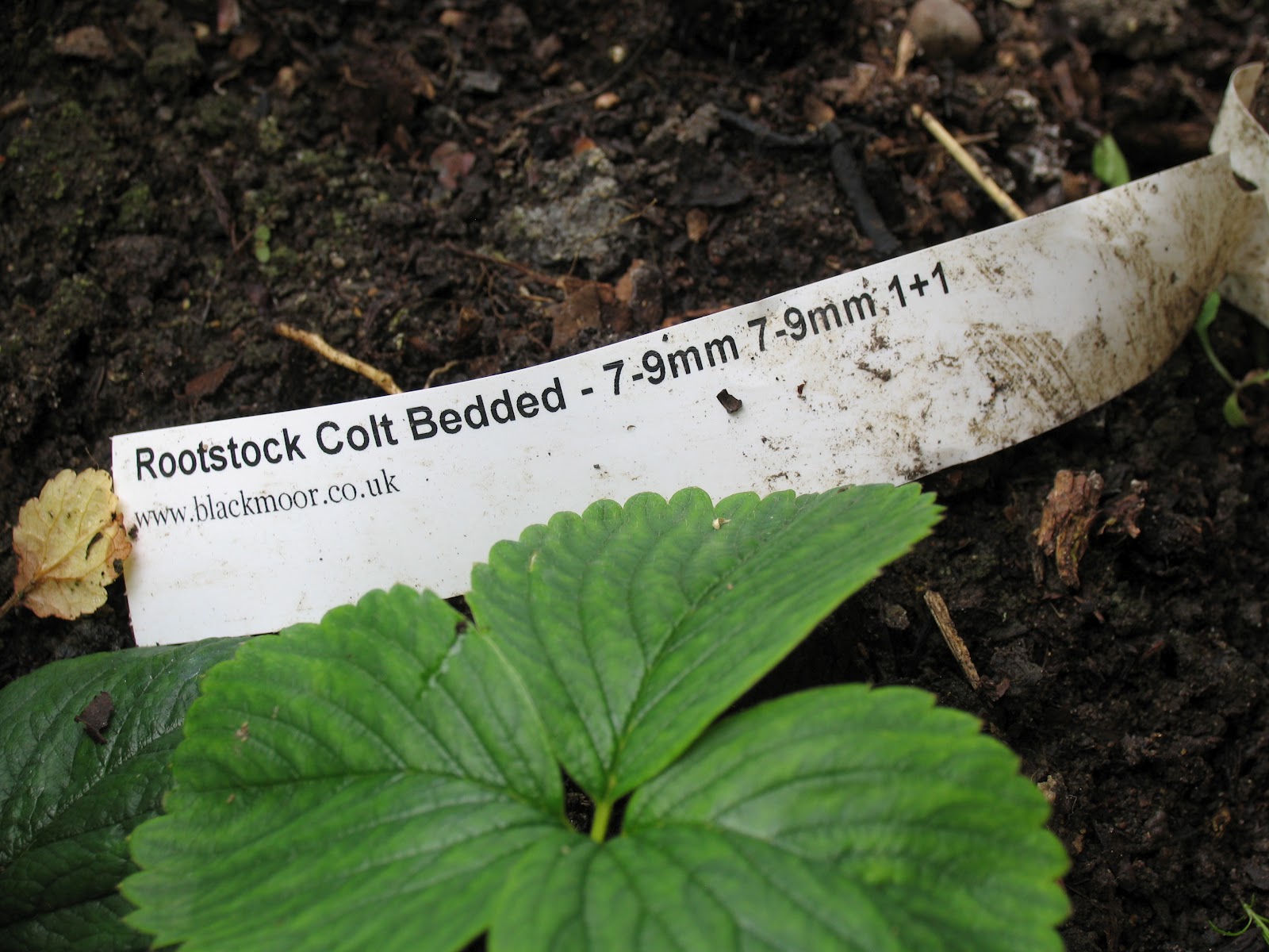 Shield Budding Fruit Trees (epic post) - The Impulsive Gardener