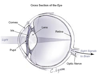 FUNGSI REFRAKSI MATA DAN MEKANISME PENGLIHATAN NORMAL