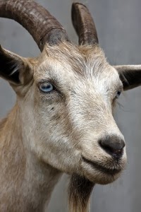 Mineira Pasargada, Uberlandia do cerrado: O Bode