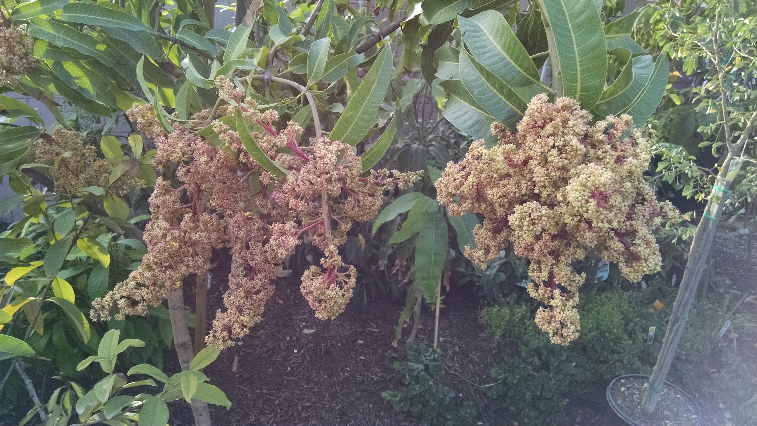 Desert Valley Orchard: Coconut Cream Mango