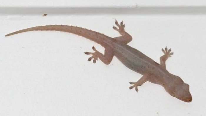 Fakta Unik Tentang Hewan Cicak - DAFTAR POPULER