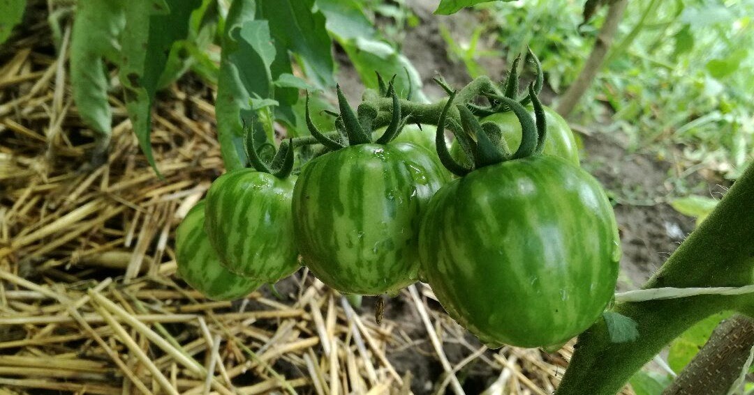 cele patru anotimpuri: Roşii verzi... :) plus una pârguită