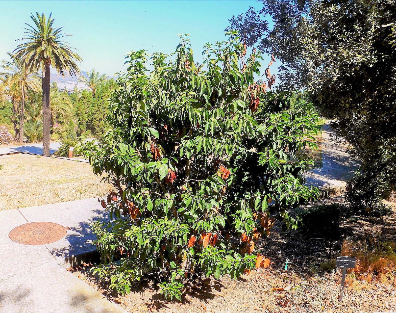 Árboles con alma: Laurel de Portugal. Loro. (Prunus lusitánico)