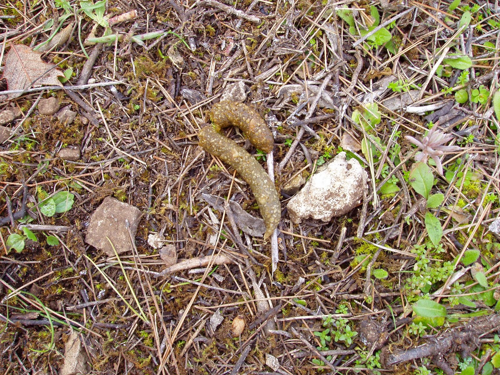 Naturhuella: Excrementos