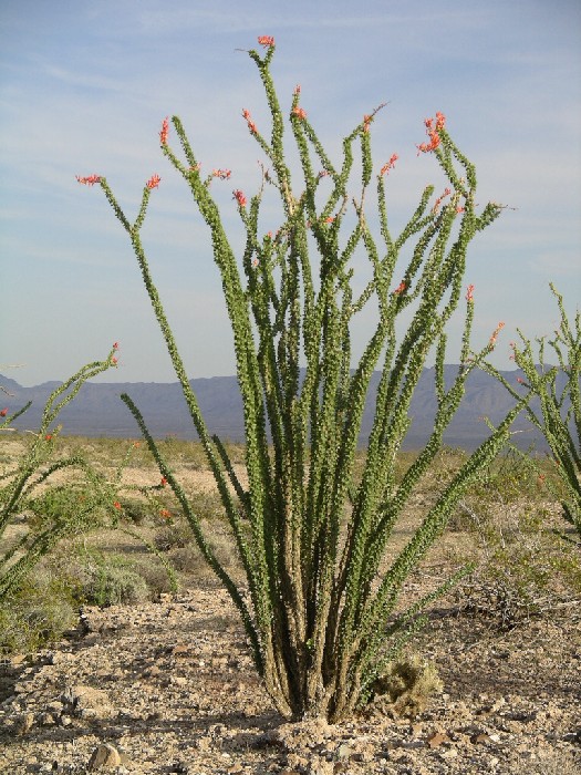 Flora de Baja California: DESIERTO