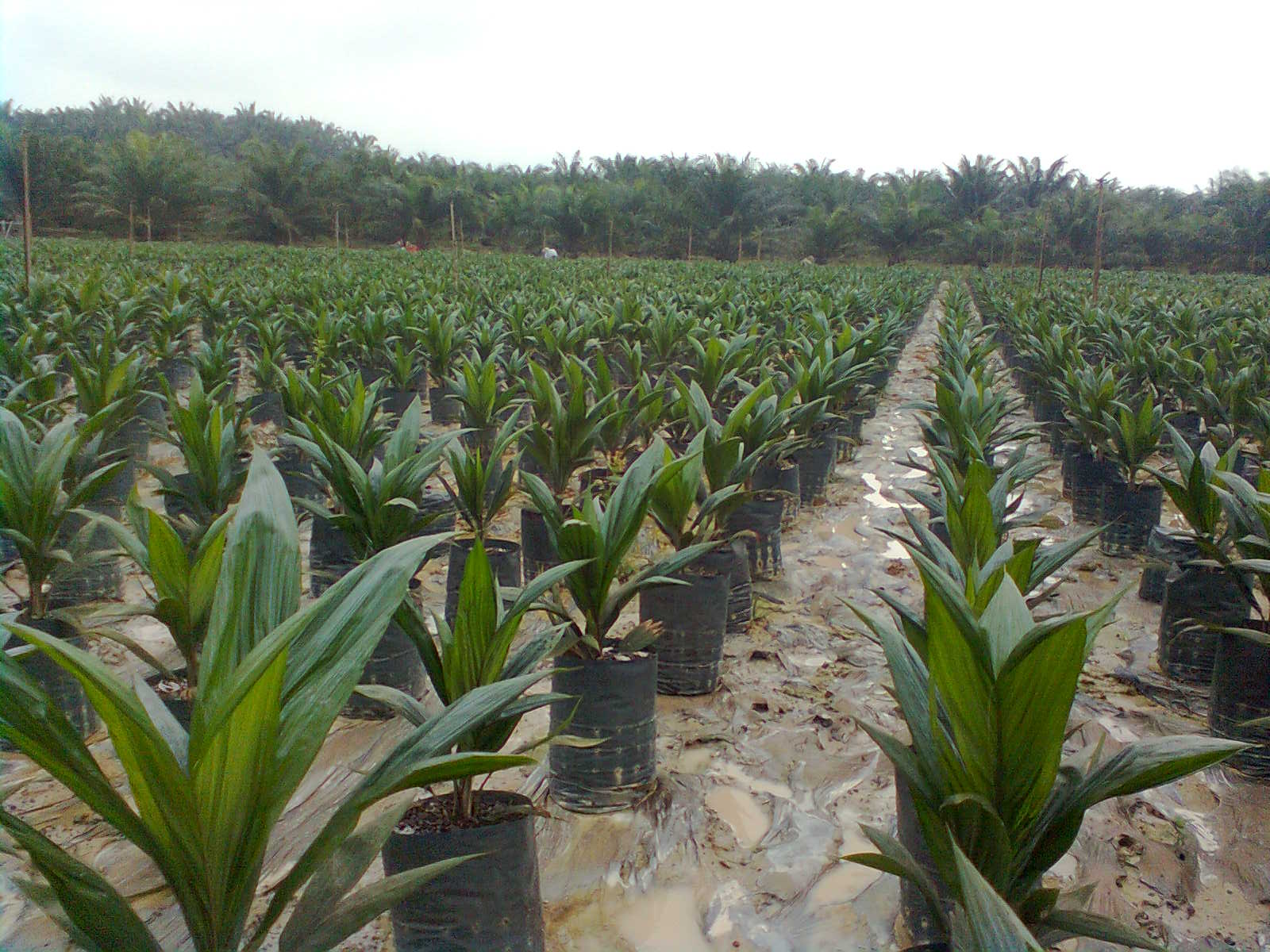 Oil Palm Nursery - astonishingceiyrs