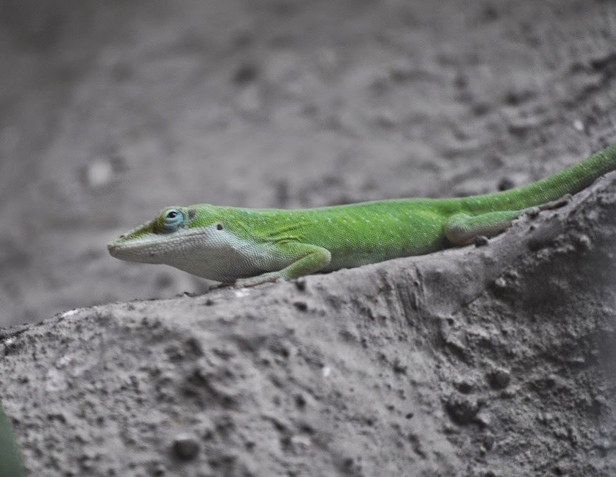 ZOOTOGRAFIANDO (6.100 ANIMALS): ANOLIS DE CAROLINA / GREEN ANOLE ...
