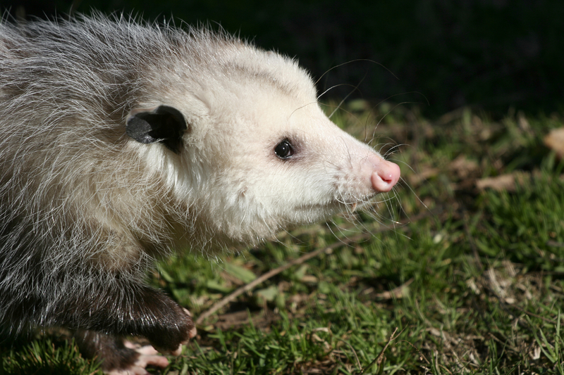 Possum | The Life of Animals