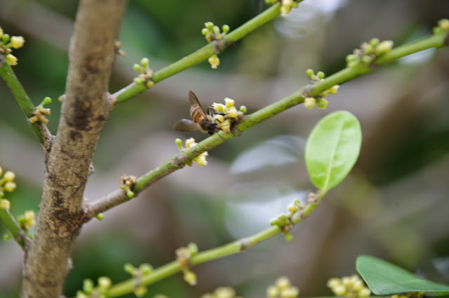 Trees and Plants: Limau Hantu