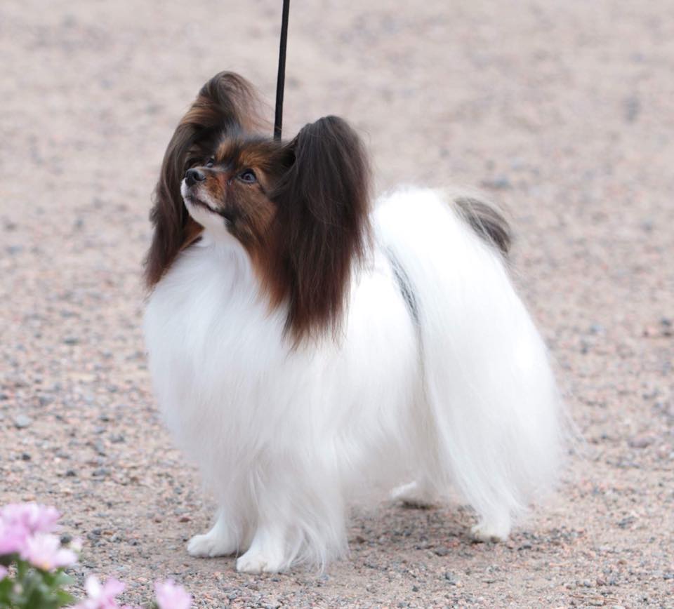 Papillon Jenny: Papillon ja phalene erikoisnäyttely 2018 - National ...