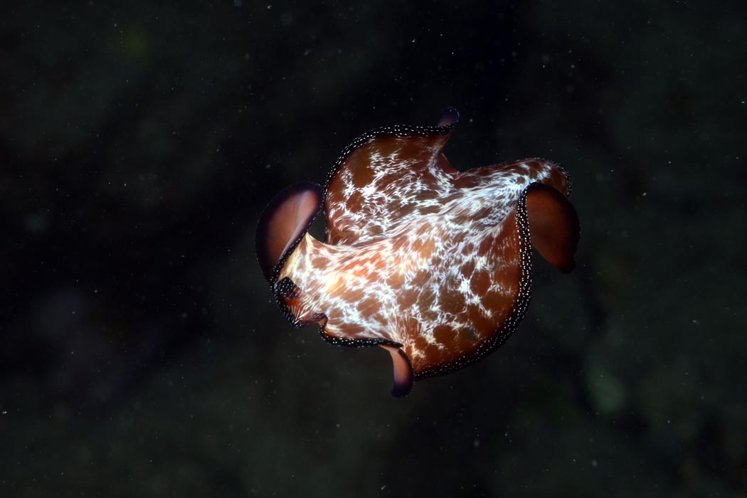 Savannah: The Elusive Mandarin Fish