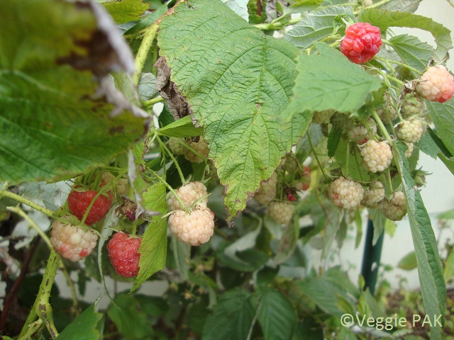 Back Yard Organic Vegetables