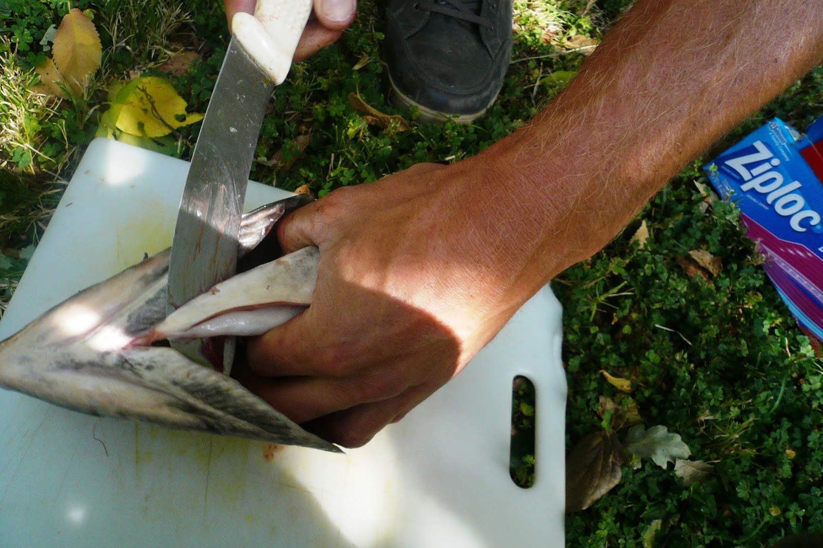 Countryman: Foraging California's Wild Side: How to Cut a Large Fish ...