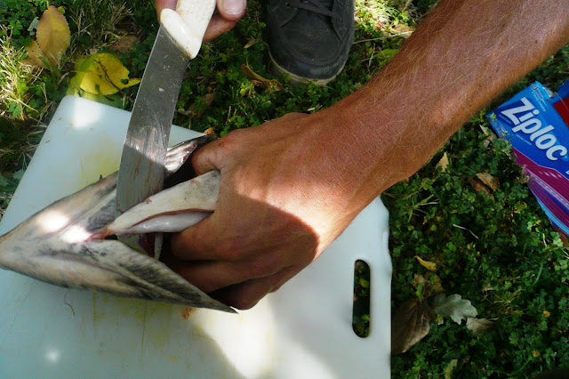 Countryman: Foraging California's Wild Side: How to Cut a Large Fish ...